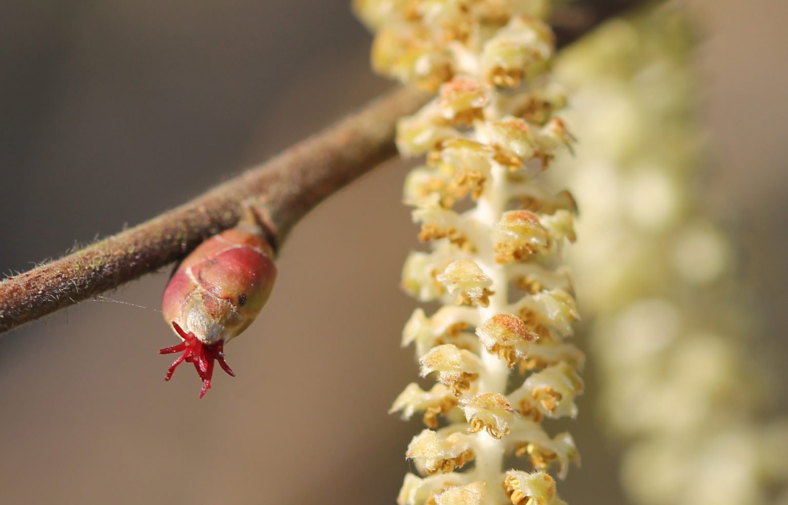 Focus on Hazel catkins – Bredfield Wildlife