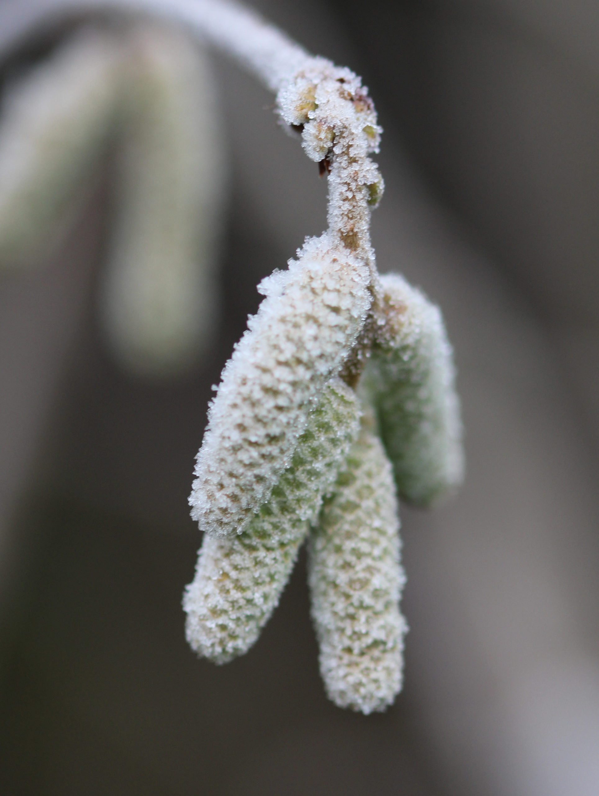 Focus on Hazel catkins – Bredfield Wildlife
