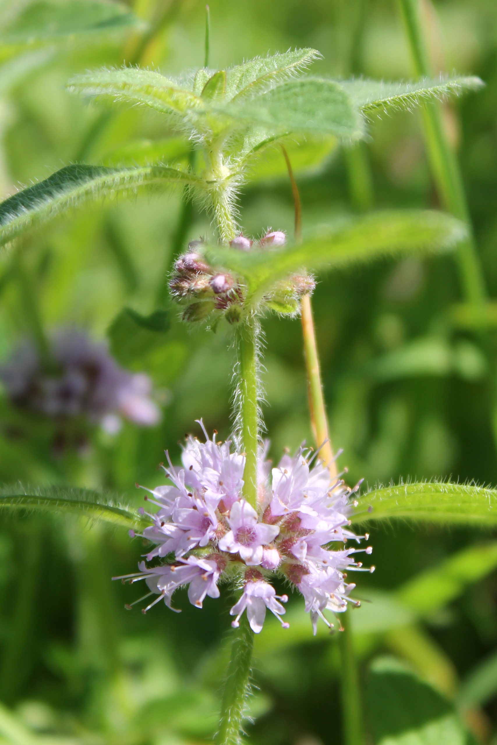 Focus on mint – Bredfield Wildlife