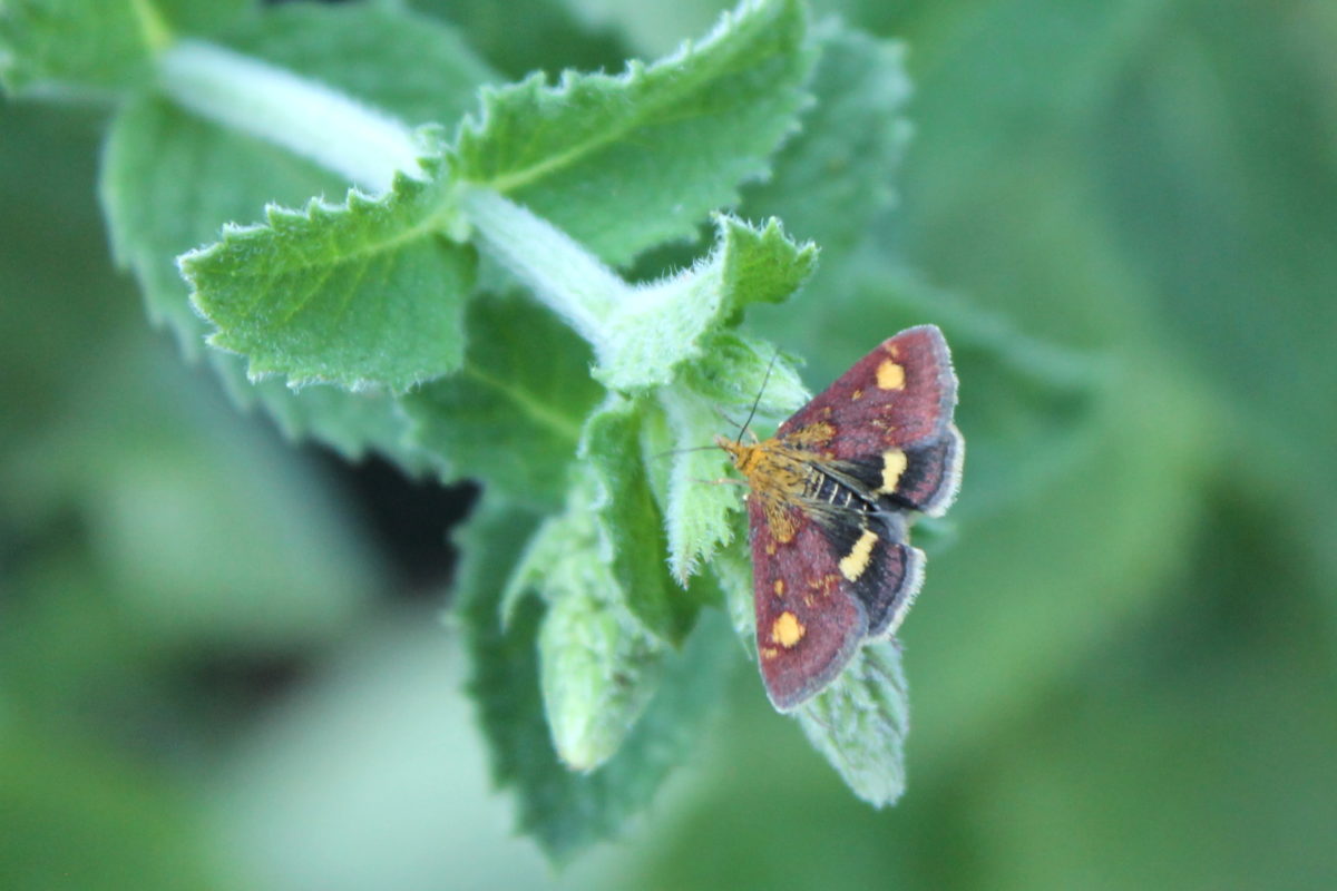 Focus on mint – Bredfield Wildlife