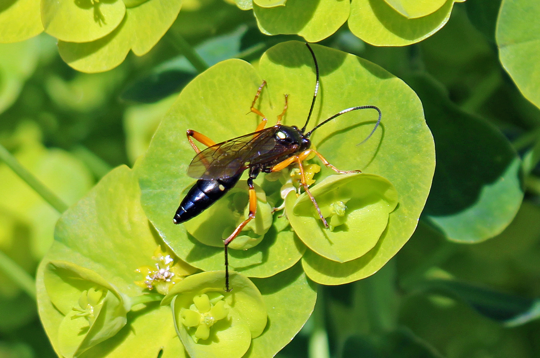 Focus on Spurge – Bredfield Wildlife