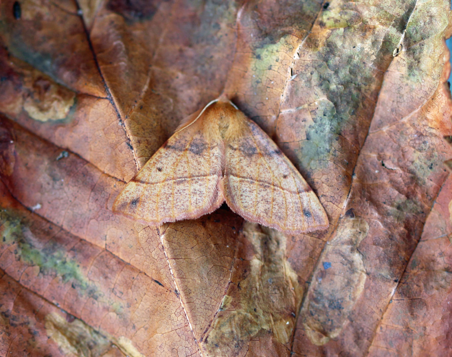 Symmetry in Nature – Bredfield Wildlife