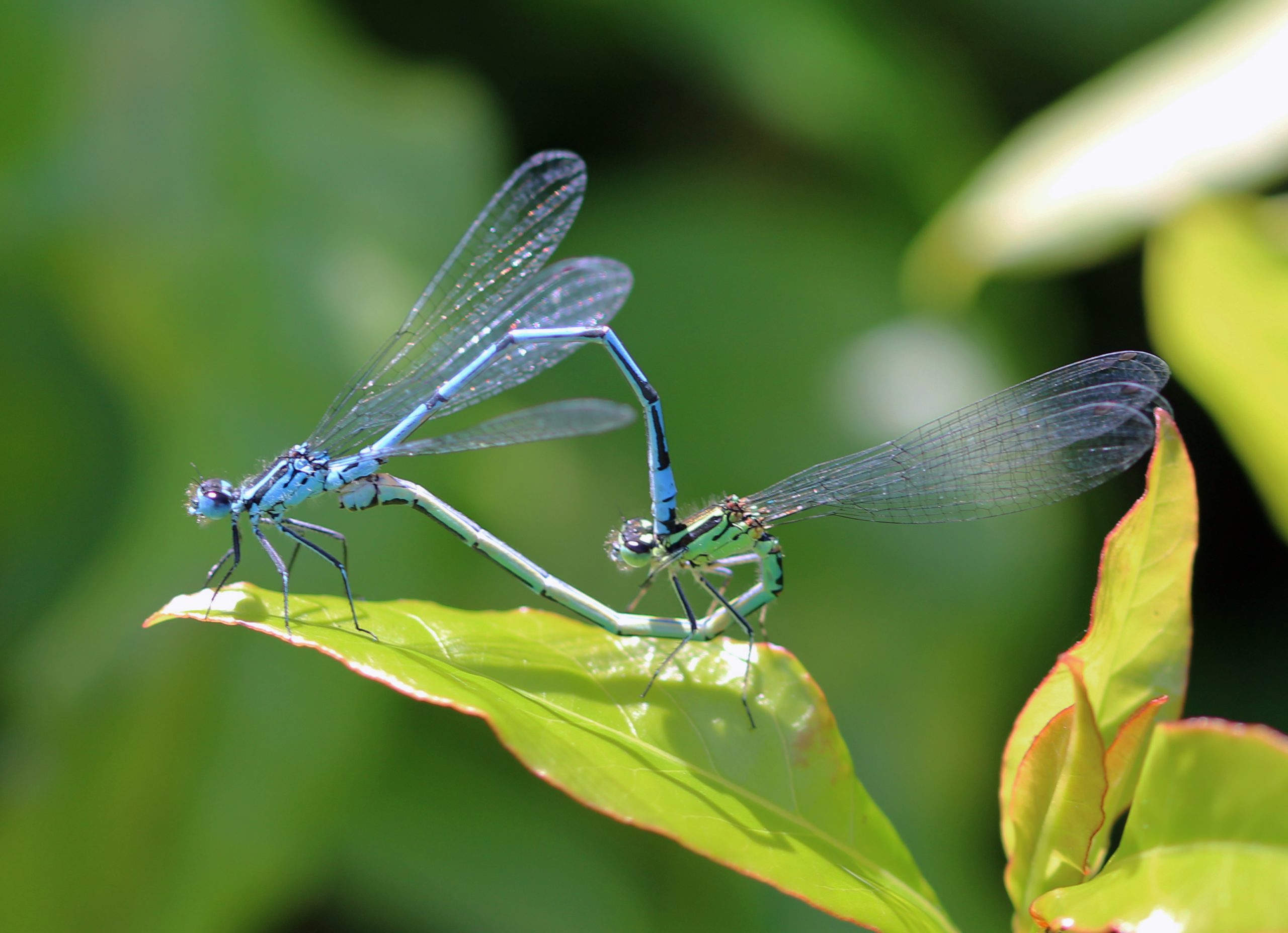 Focus on Dragonflies and Damselflies – Bredfield Wildlife