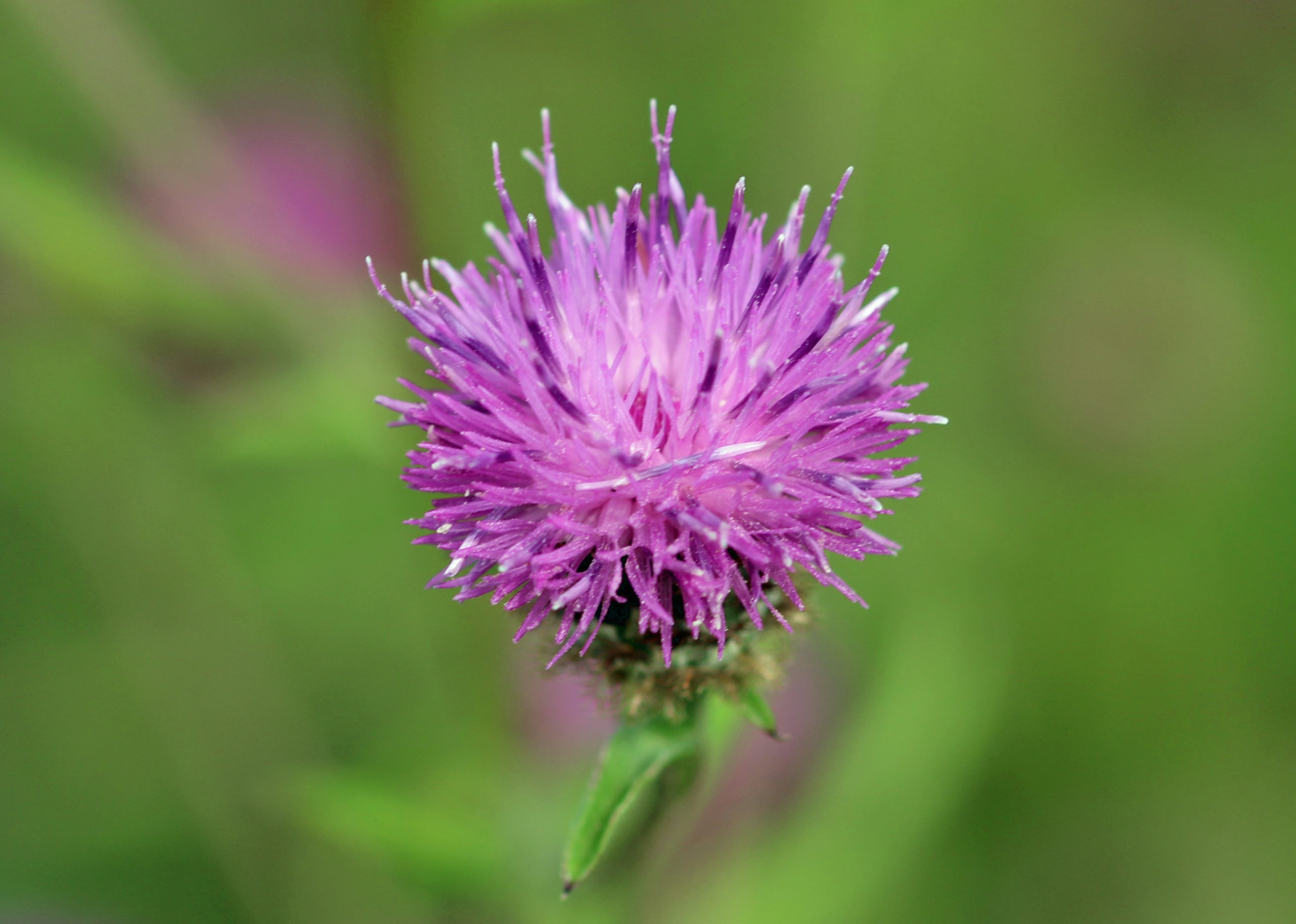 The Wonder of Flower Names – Bredfield Wildlife
