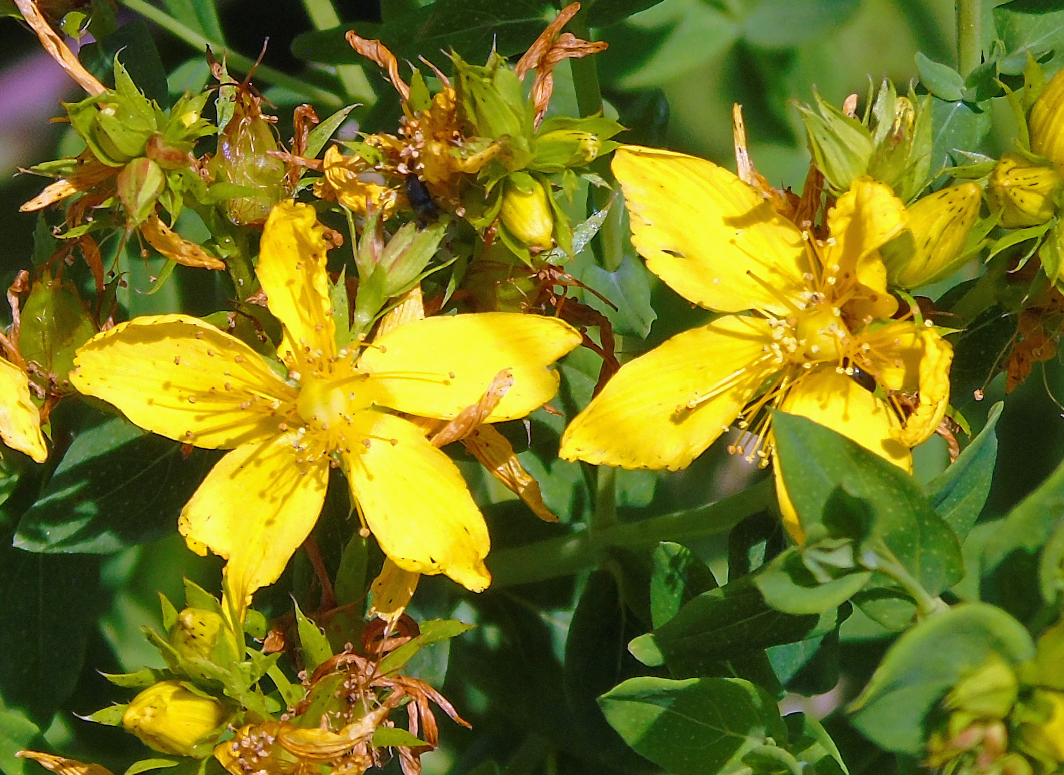 The Wonder of Flower Names – Bredfield Wildlife