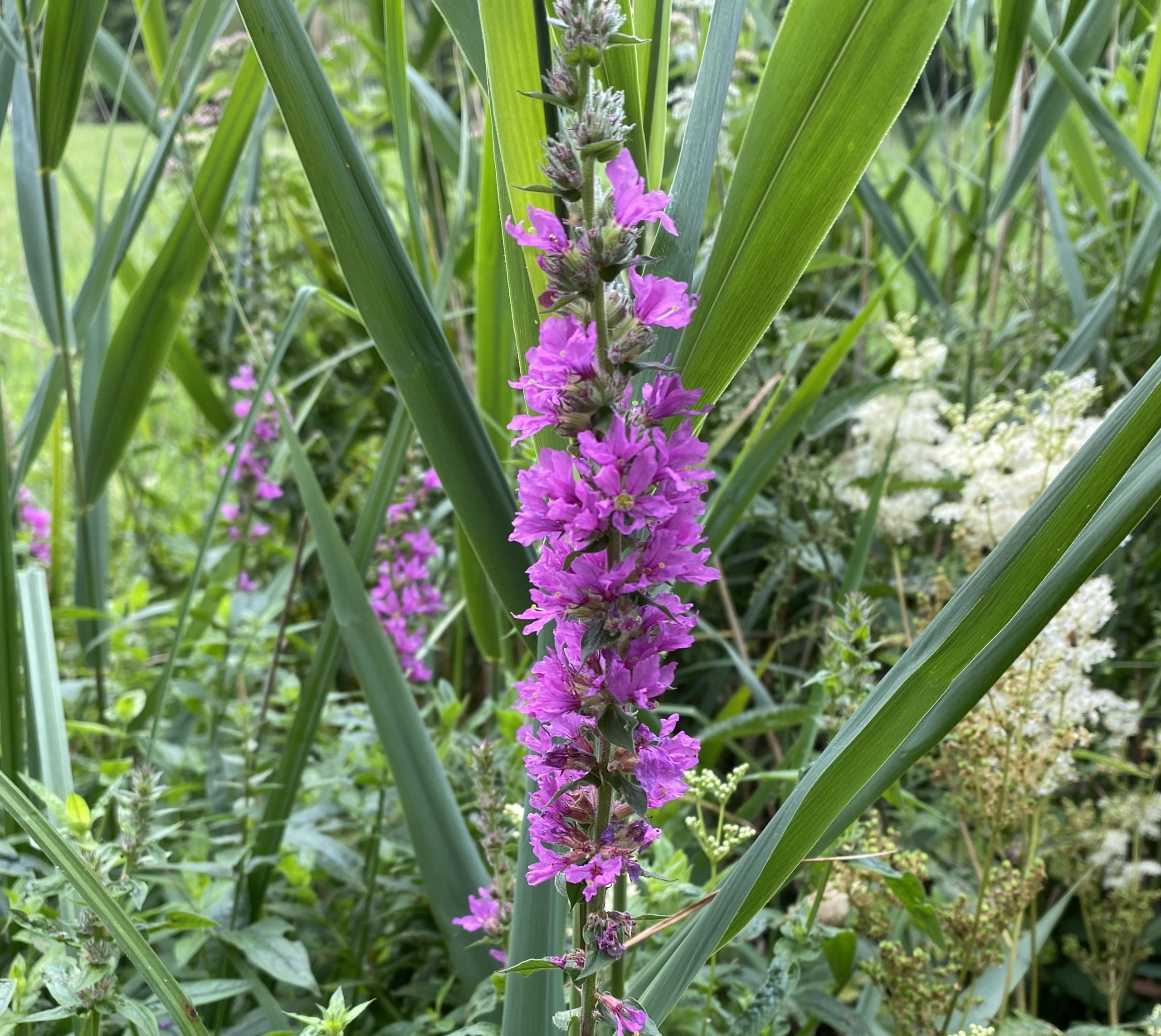 The Wonder of Flower Names – Bredfield Wildlife