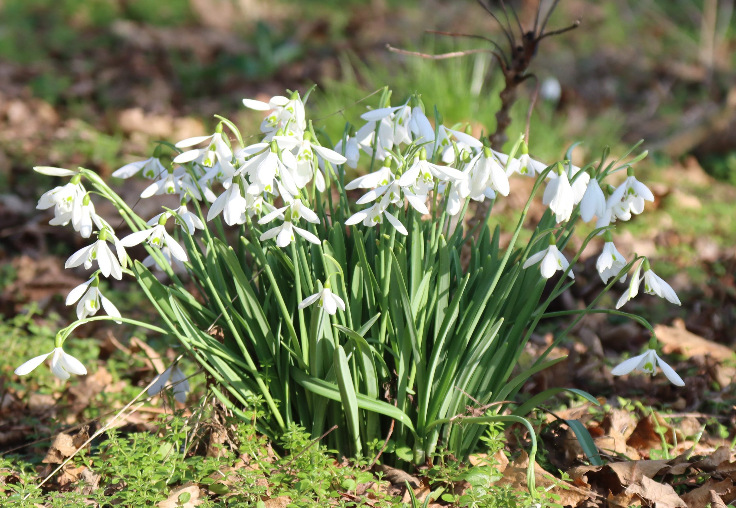 The Wonder of Flower Names – Bredfield Wildlife
