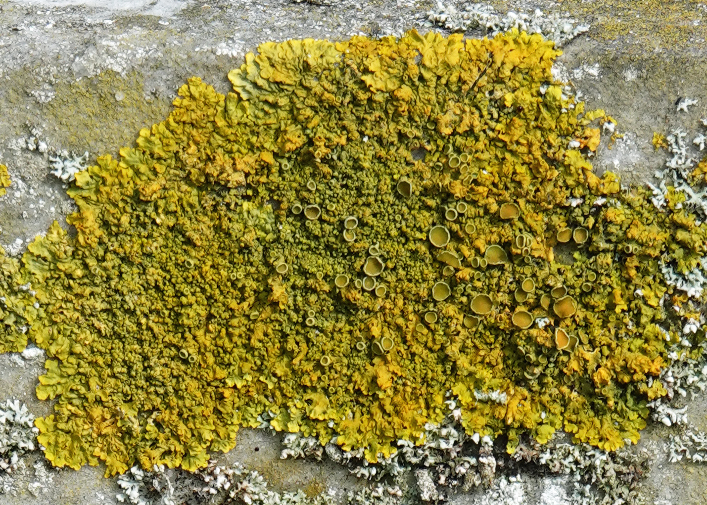 Weird and Wonderful Lichen – Bredfield Wildlife