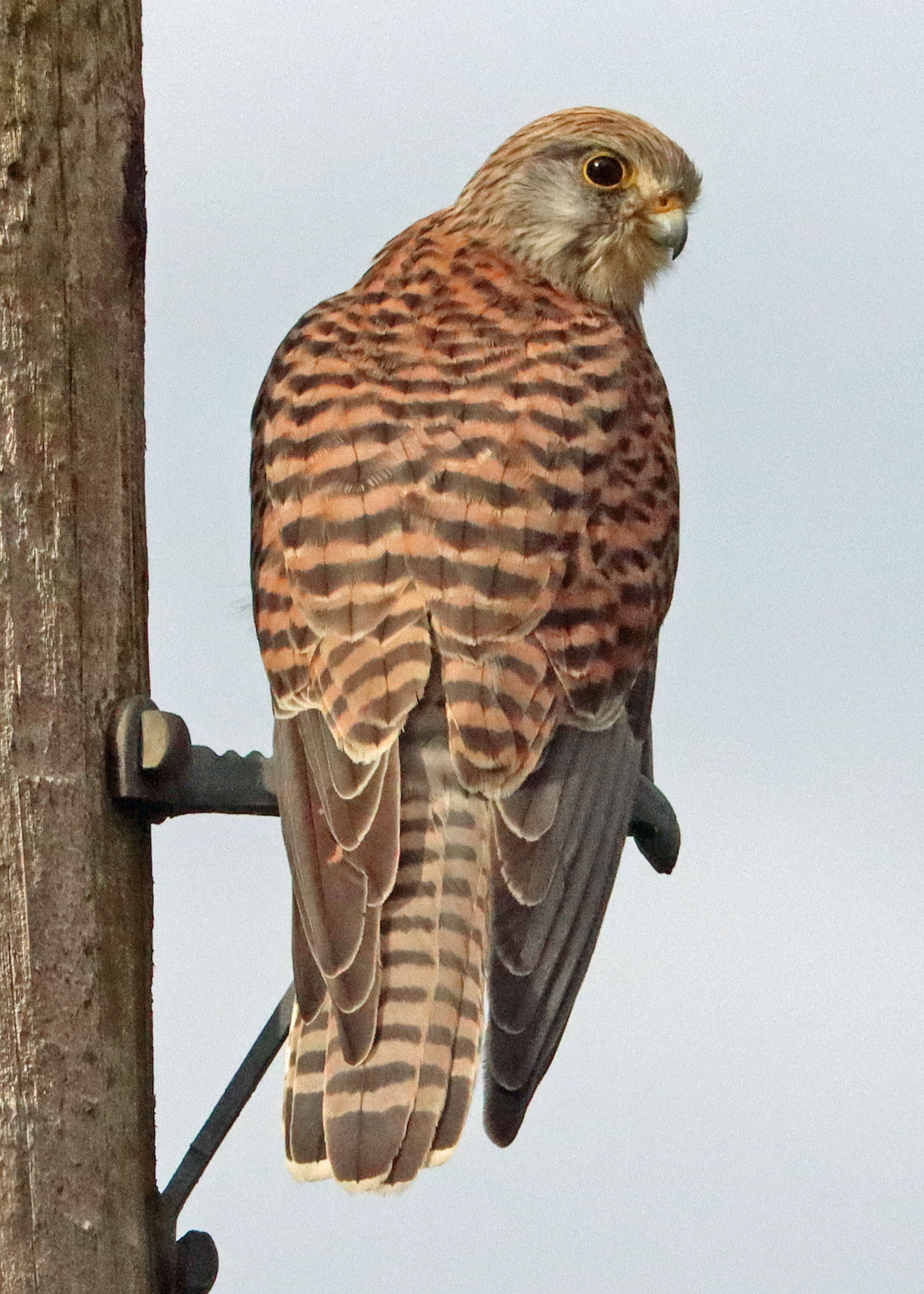 The Kestrel – Bredfield Wildlife