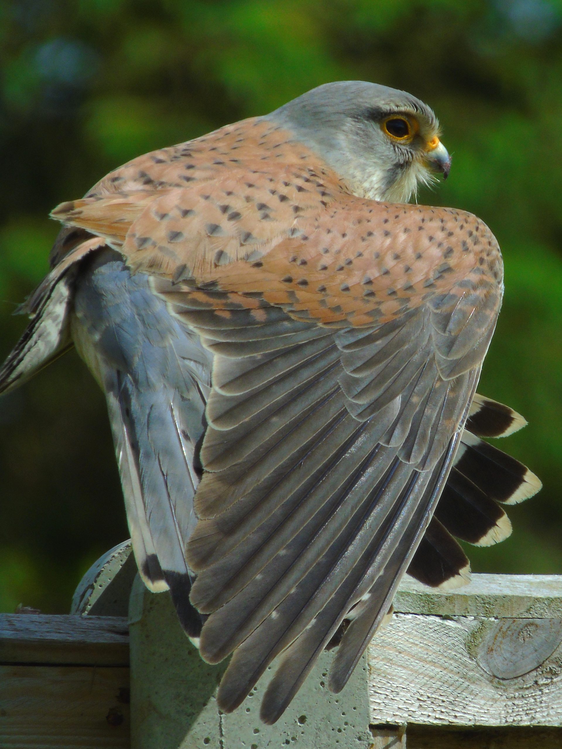 The Kestrel – Bredfield Wildlife