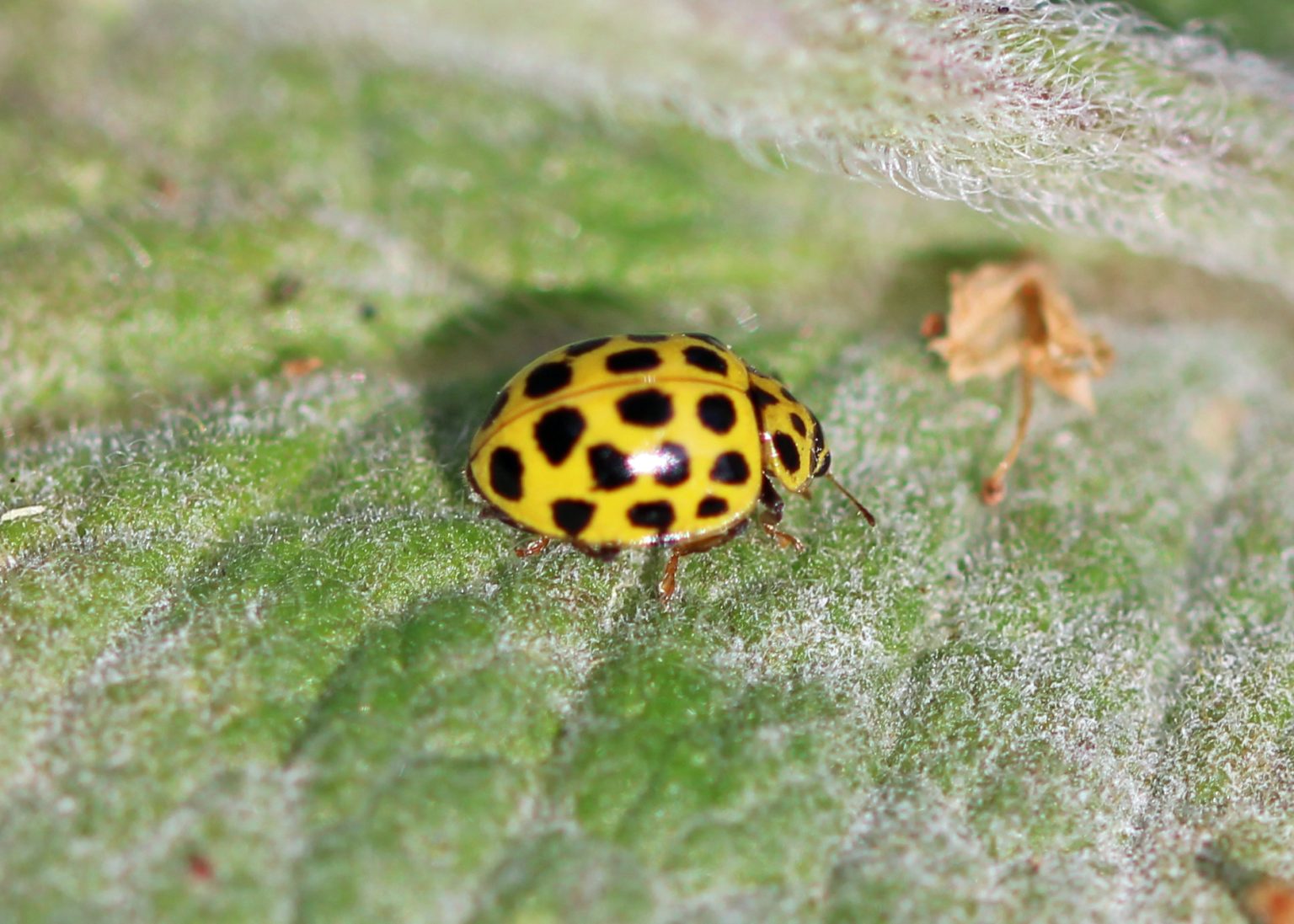 Ladybirds – Bredfield Wildlife
