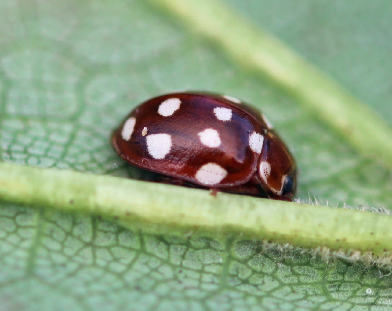 Ladybirds – Bredfield Wildlife
