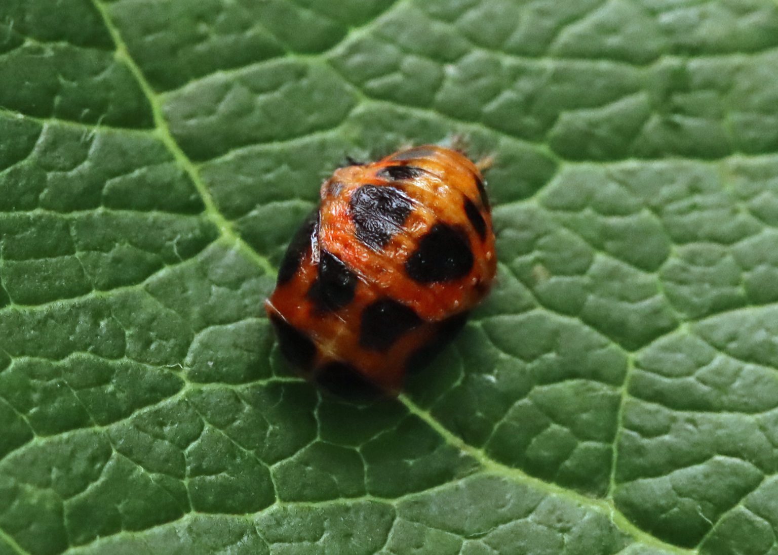 Ladybirds – Bredfield Wildlife