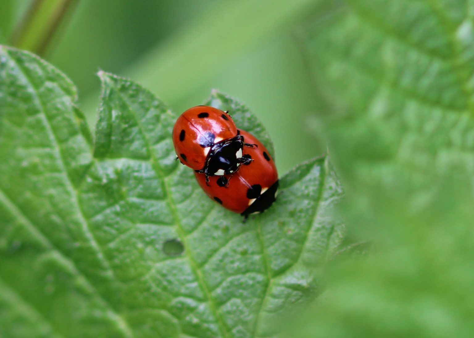 Ladybirds – Bredfield Wildlife