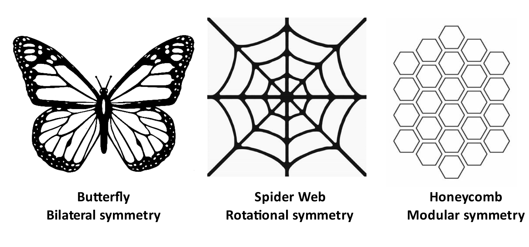 Symmetry in Nature – Bredfield Wildlife