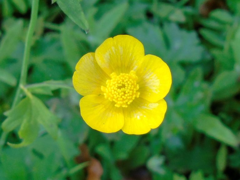 Buttercups – Bredfield Wildlife