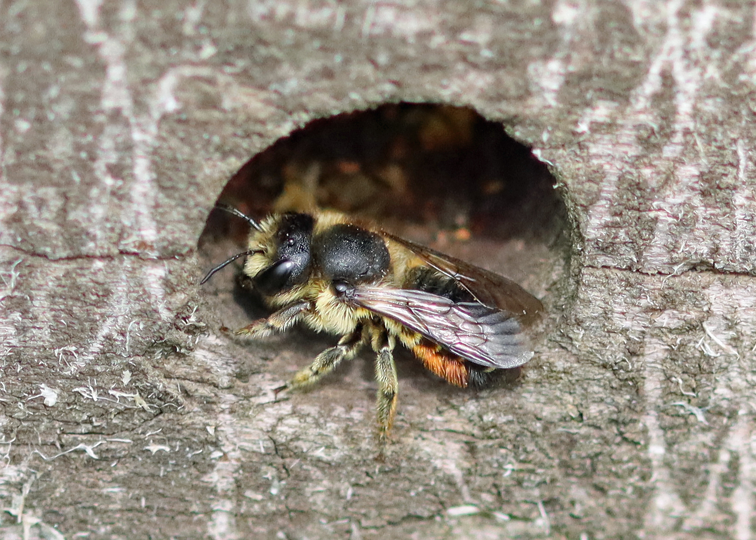 Leaf-cutter Bees – Bredfield Wildlife