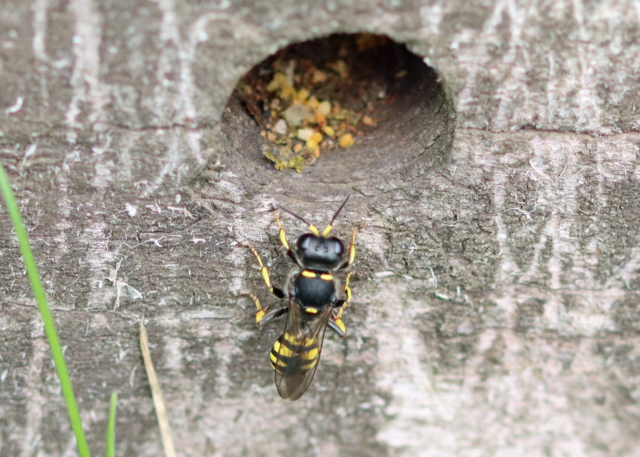Leaf-cutter Bees – Bredfield Wildlife