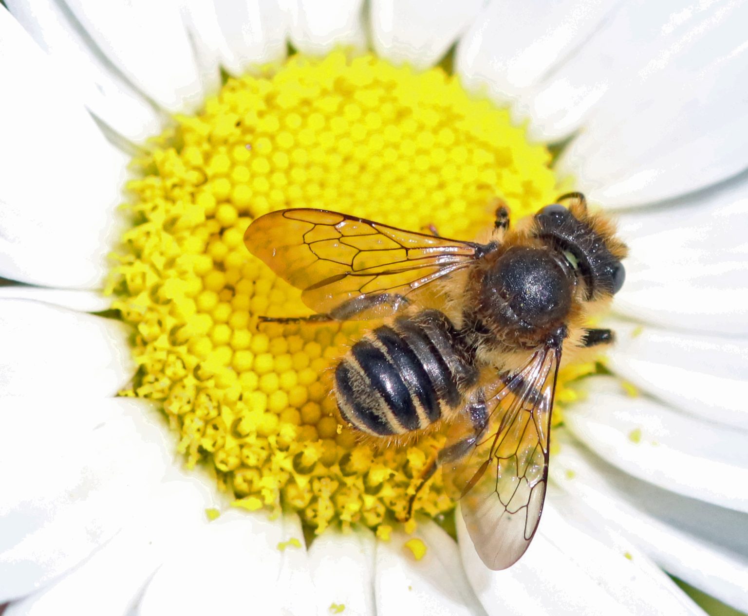 Leaf-cutter Bees – Bredfield Wildlife