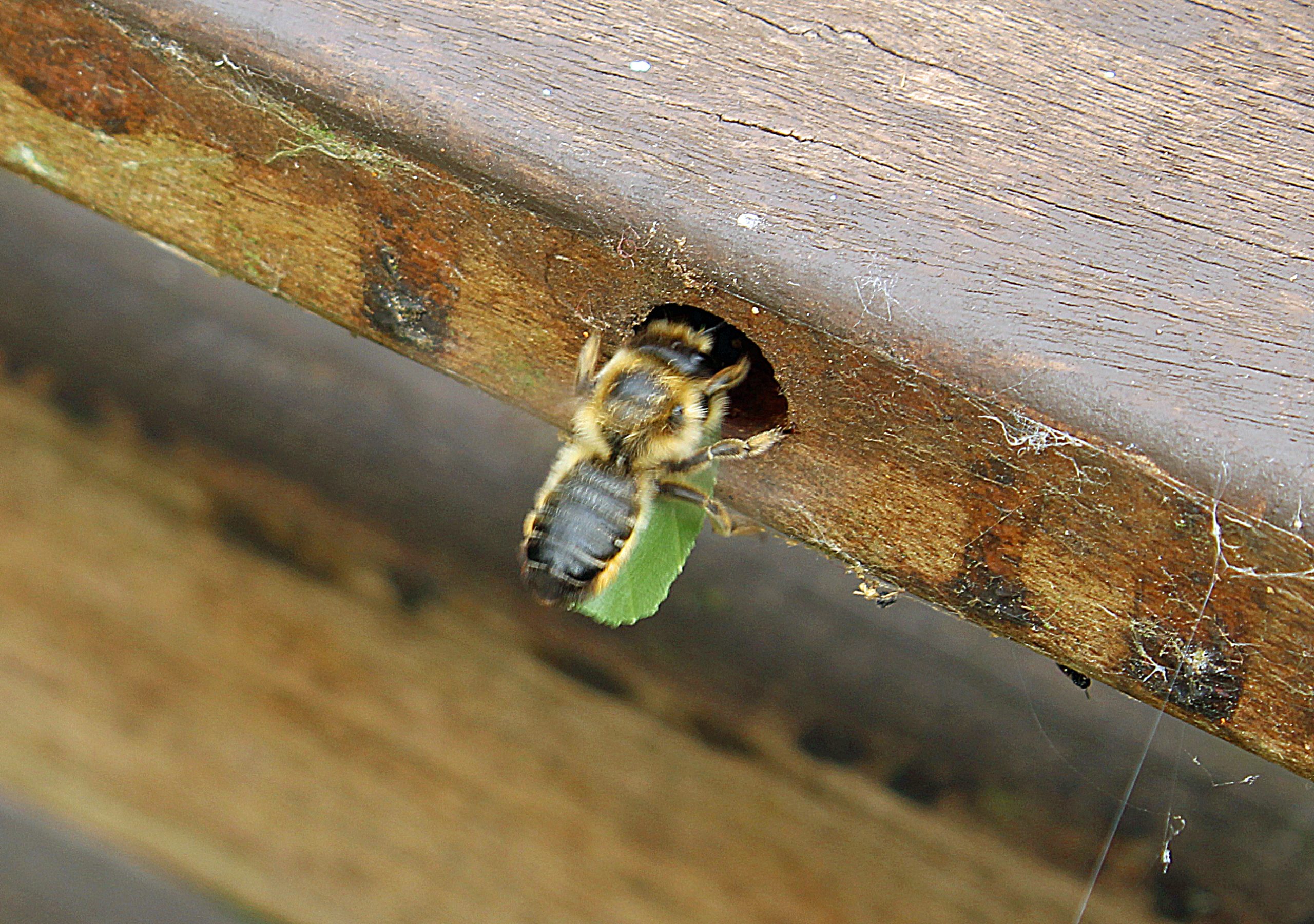 Leaf-cutter Bees – Bredfield Wildlife