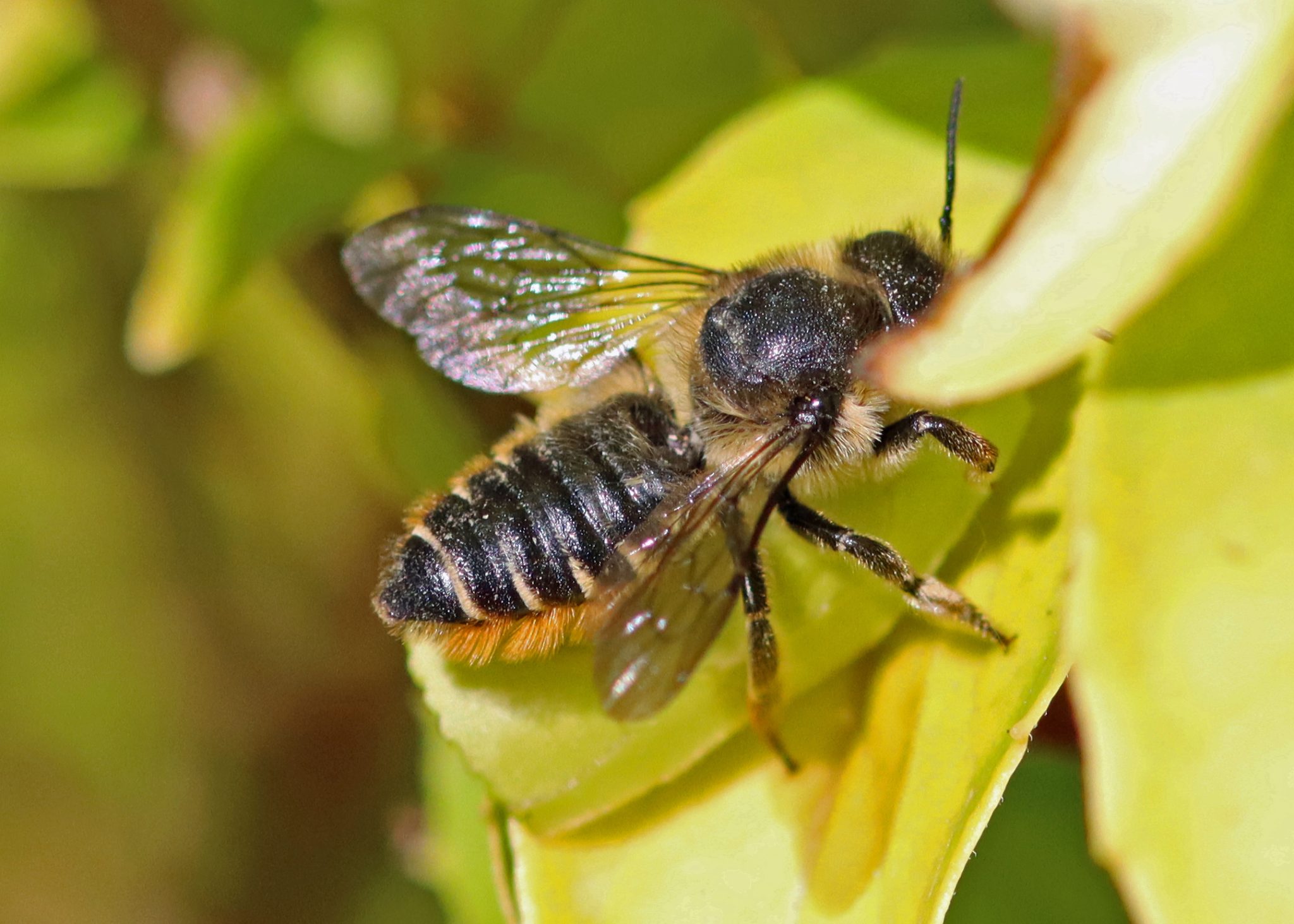 Leaf-cutter Bees – Bredfield Wildlife