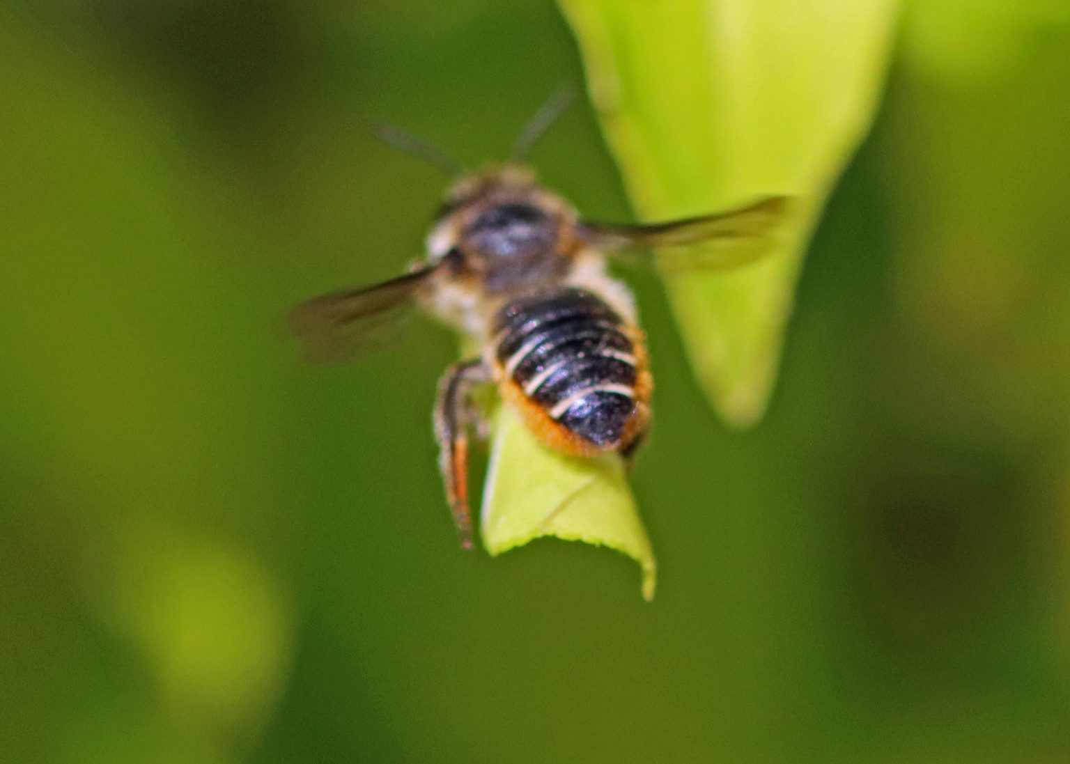 Leaf-cutter Bees – Bredfield Wildlife