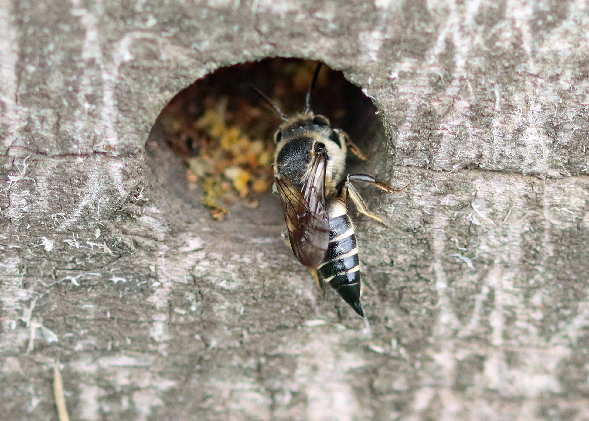 Leaf-cutter Bees – Bredfield Wildlife